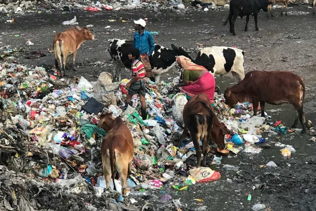 Poverty And Problems: Environmental Pollution - Project Sprouts